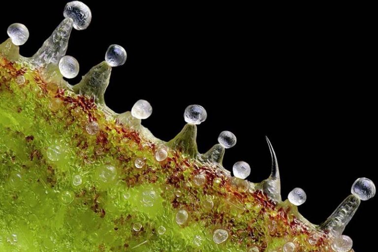 Types of Trichomes | CenturionPro Solutions Blog
