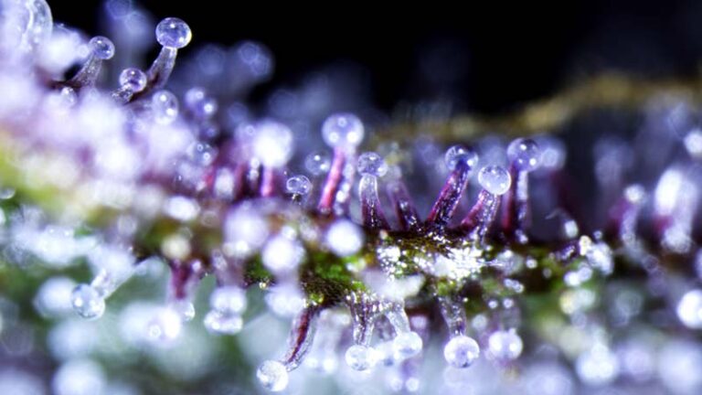 Types of Trichomes | CenturionPro Solutions Blog